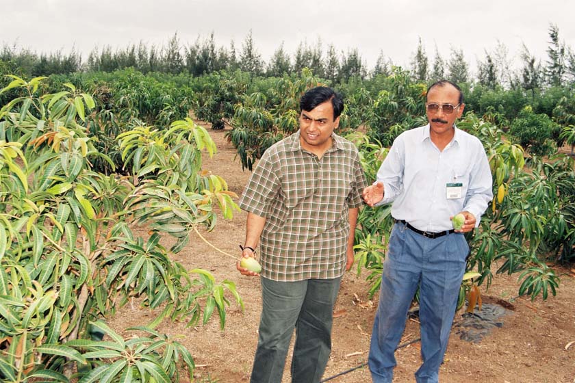 Image | Mango orchard in Jamnagar Refinery Complex | ID: 0f665391-2a8b ...
